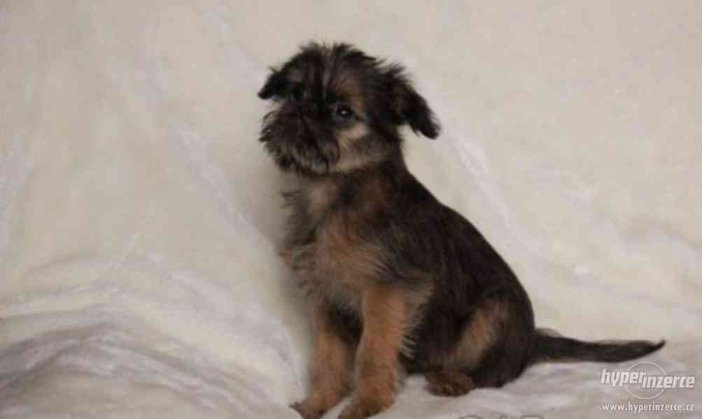 Grifonek, Brabantík s PP - bazar - Hyperinzerce.cz