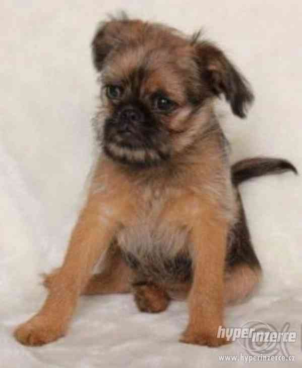 Grifonek, Brabantík s PP - bazar - Hyperinzerce.cz