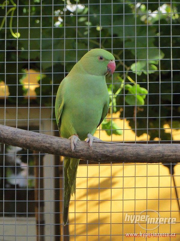 Alexandr malý - bazar - Hyperinzerce.cz