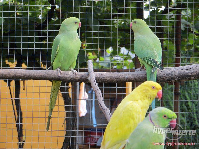 Alexandr malý - bazar - Hyperinzerce.cz