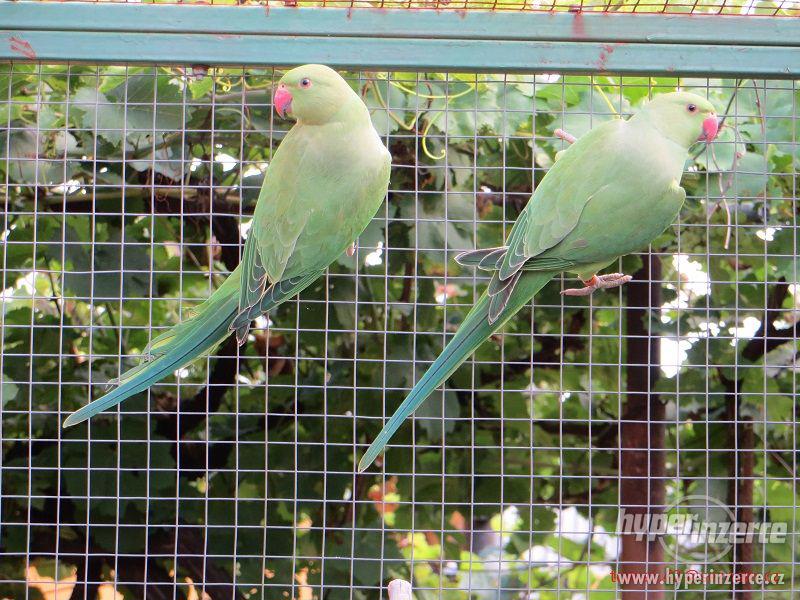 Alexandr malý - bazar - Hyperinzerce.cz