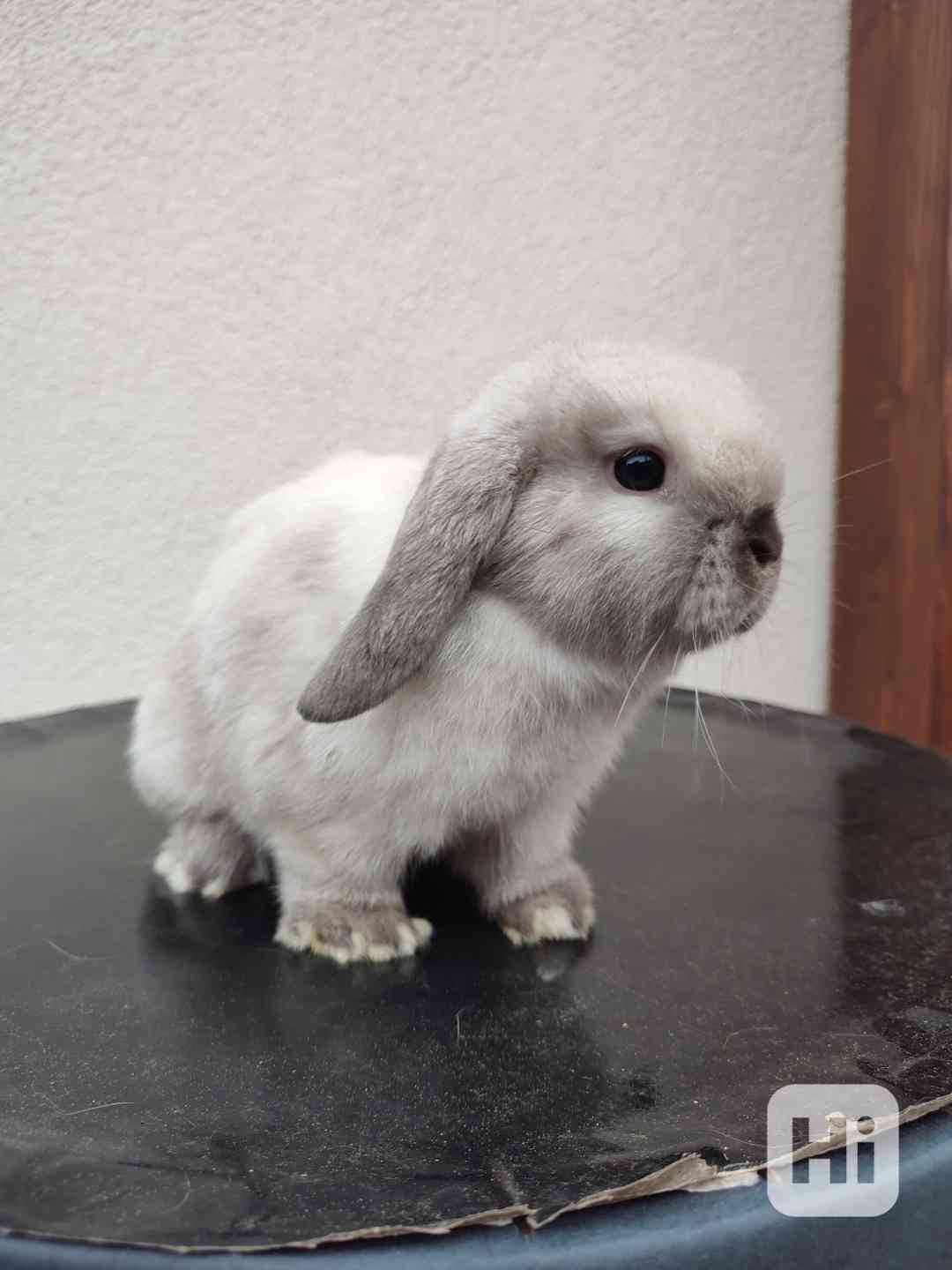 Zakrslý králík, beránek - anglický minilop - bazar - Hyperinzerce.cz