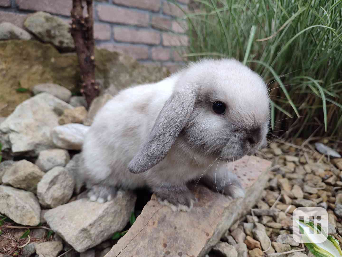 Zakrslý králík, beránek - anglický minilop - bazar - Hyperinzerce.cz