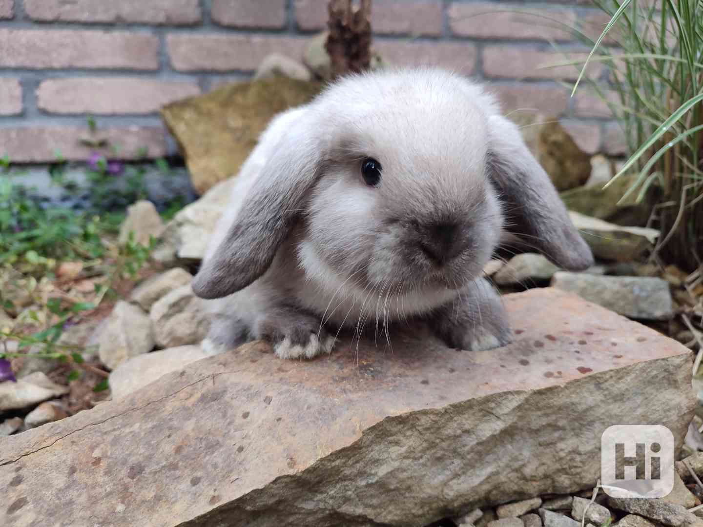 Zakrslý králík, beránek - anglický minilop - bazar - Hyperinzerce.cz