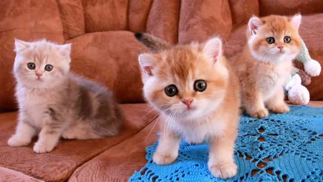 perská koťata - bazar - Hyperinzerce.cz