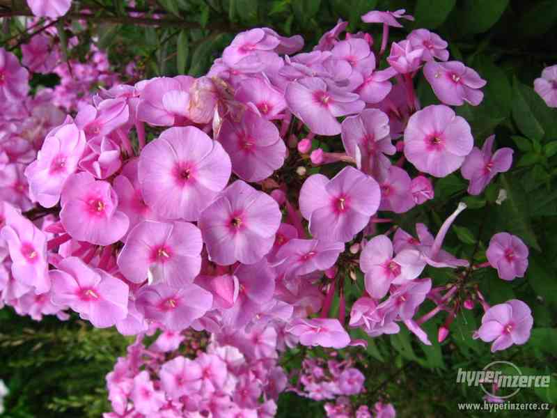 Floxy - bazar - Hyperinzerce.cz