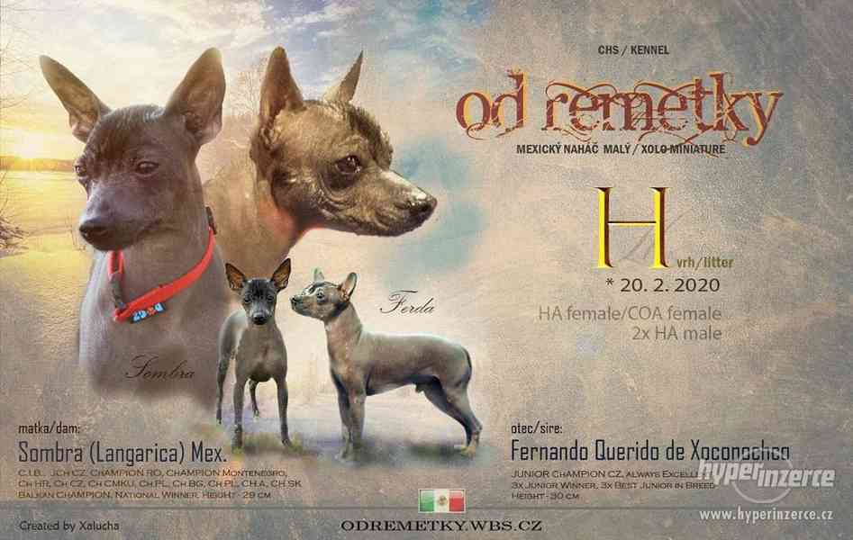 peruánský a mexický naháč - bazar - Hyperinzerce.cz