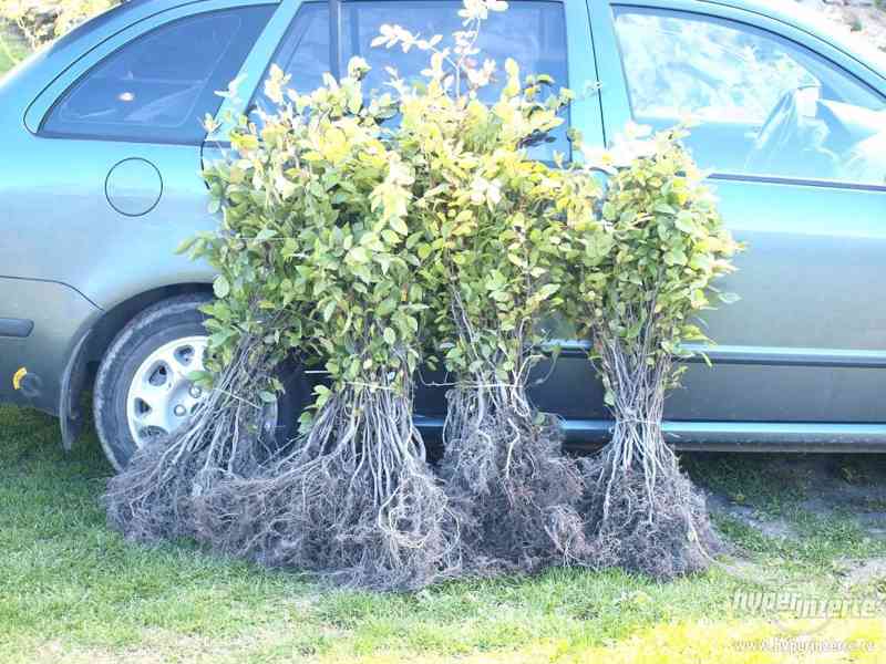 Habr na živý plot výška 70- 90cm - bazar - Hyperinzerce.cz