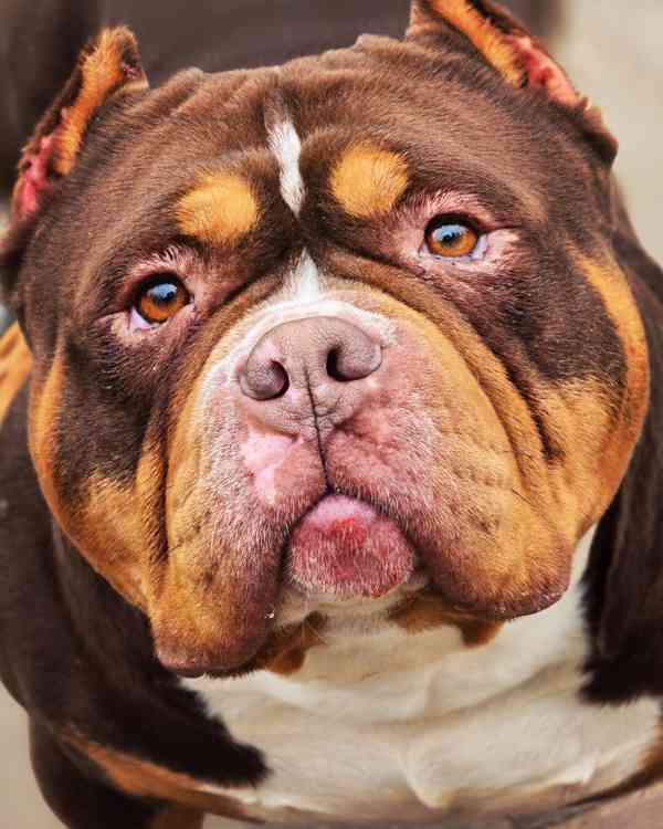 AMERICAN BULLY pocket s PP ABKC - bazar - Hyperinzerce.cz