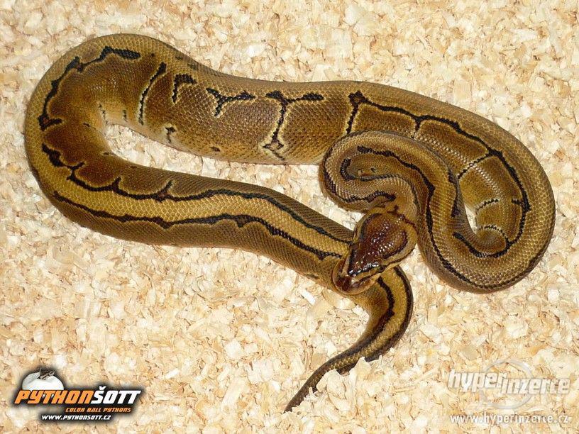 Python regius (Krajta královská) - odchov 2016 - bazar - Hyperinzerce.cz