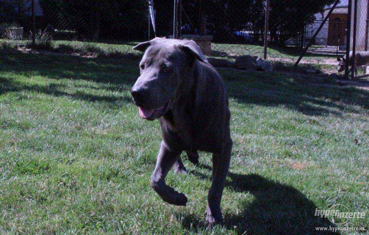 Thajský Ridgeback - modrý pejsek s PP - bazar - Hyperinzerce.cz
