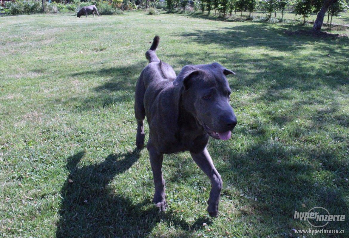 Thajský Ridgeback - modrý pejsek s PP - bazar - Hyperinzerce.cz