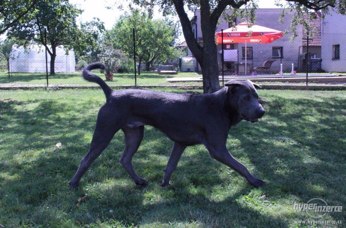Thajský Ridgeback - modrý pejsek s PP - bazar - Hyperinzerce.cz
