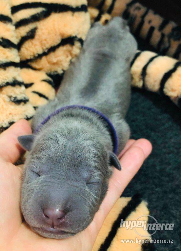 Thajský ridgeback - bazar - Hyperinzerce.cz