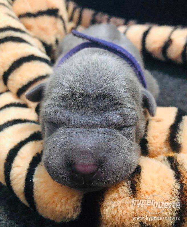 Thajský ridgeback - bazar - Hyperinzerce.cz