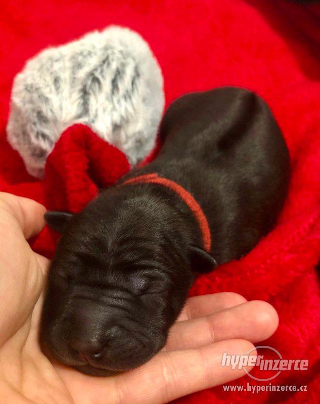 Thajský ridgeback - bazar - Hyperinzerce.cz