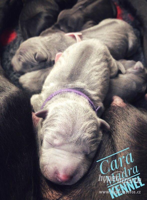 Thajský ridgeback - bazar - Hyperinzerce.cz