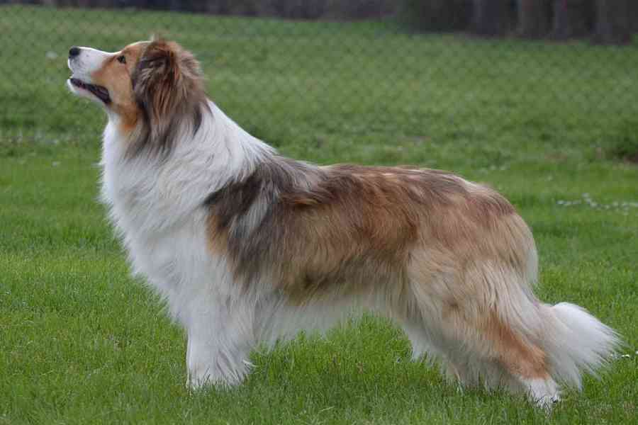 Border Collie ( Border kolie ) - bazar - Hyperinzerce.cz