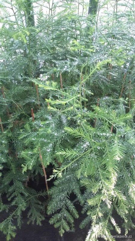 Sekvoje stálezelená - Sequoia sempervirens 150cm/690,-kč - bazar ...