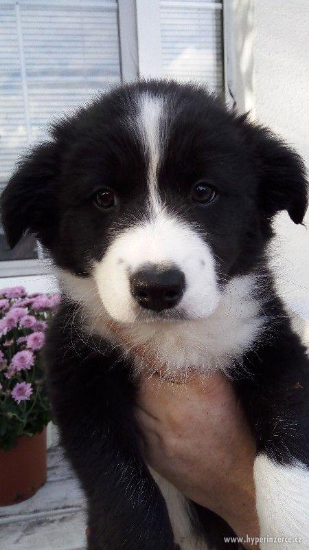 border colie - bazar - Hyperinzerce.cz