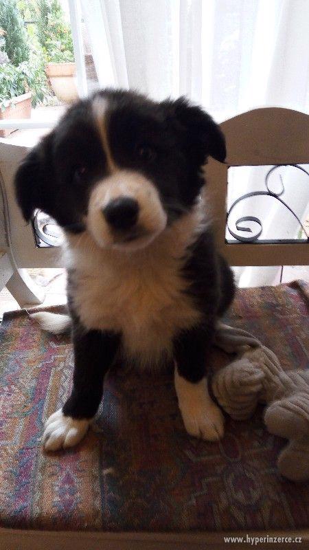 border colie - bazar - Hyperinzerce.cz