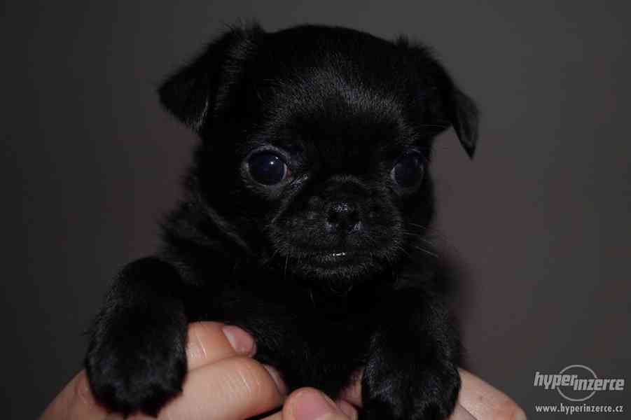 Brabantík fenka a pejsek s PP - bazar - Hyperinzerce.cz