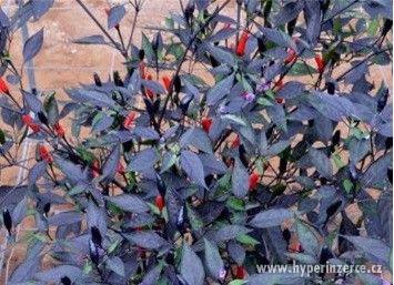 Chilli Zimbabwe Black - semena - bazar - Hyperinzerce.cz