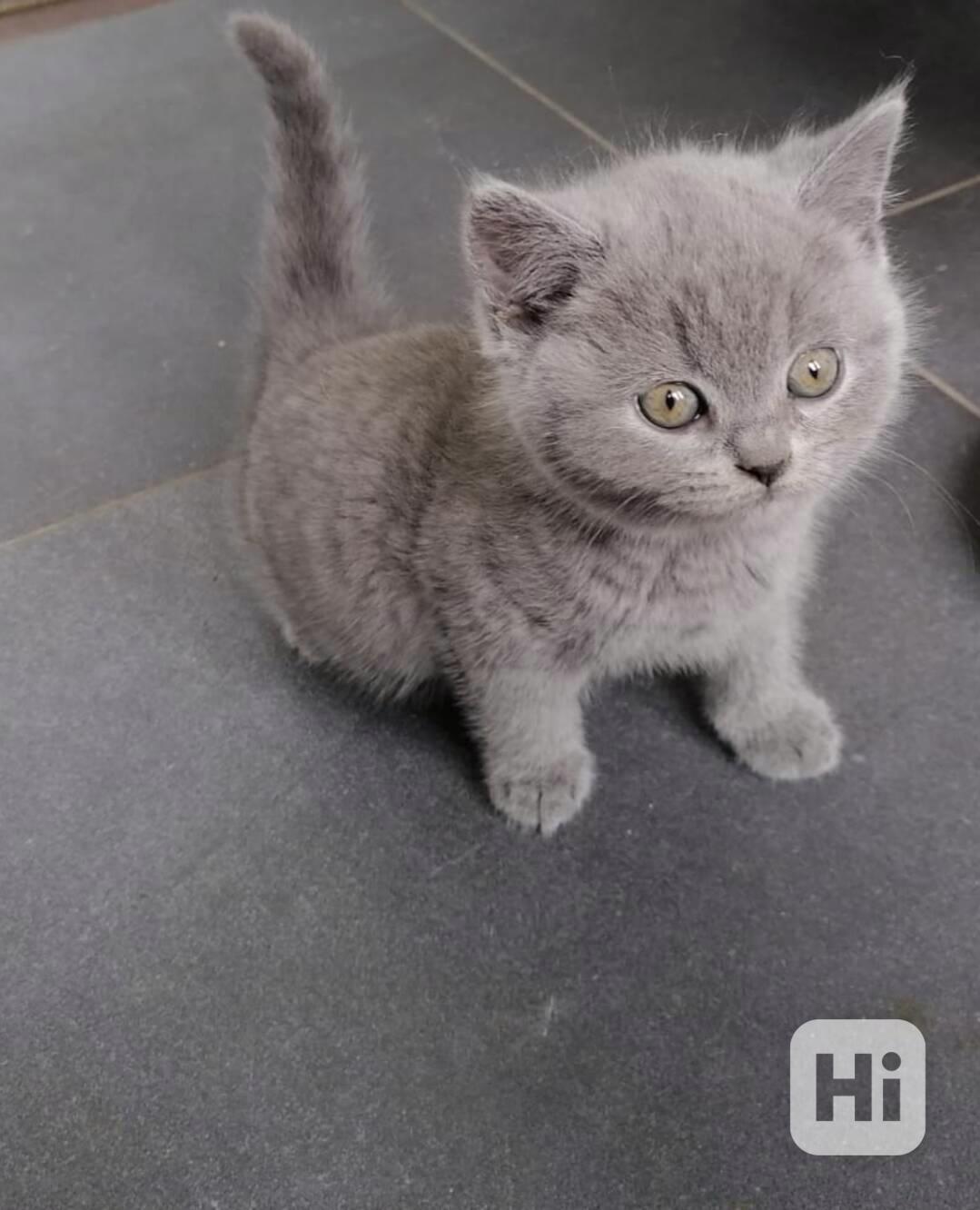 Britská modrá koťátka - bazar - Hyperinzerce.cz