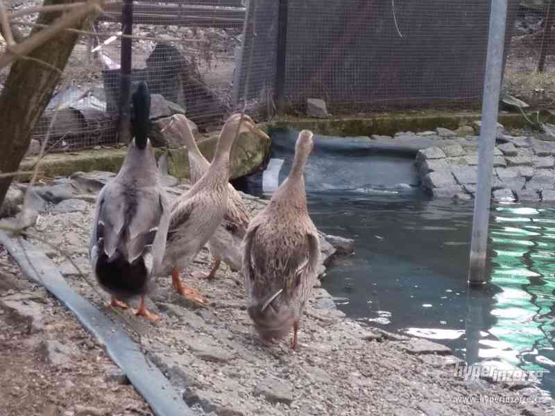 Indický běžec - bazar - Hyperinzerce.cz