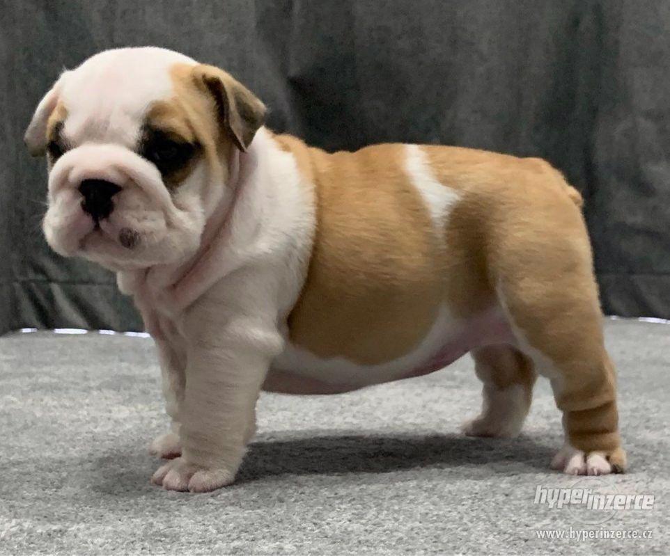 Anglický buldok - bazar - Hyperinzerce.cz