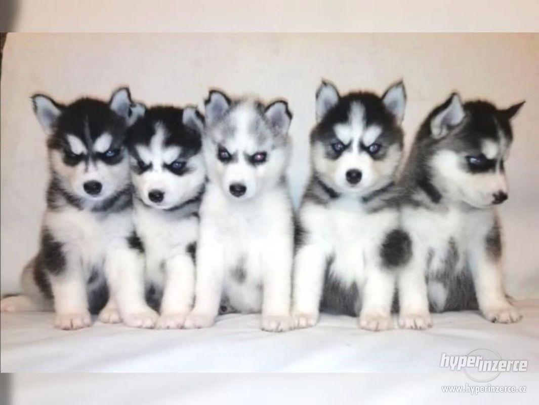 šteniatka sibirskeho husky s PP FCI - bazar - Hyperinzerce.cz