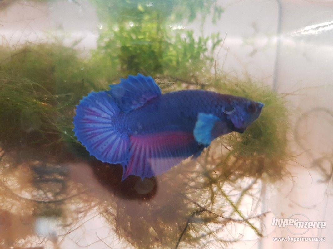 Betta splendens- Bojovnice pestrá - bazar - Hyperinzerce.cz