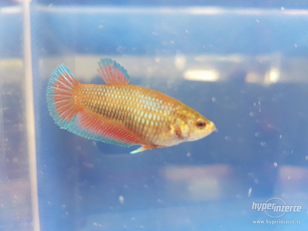 Betta splendens- Bojovnice pestrá - bazar - Hyperinzerce.cz