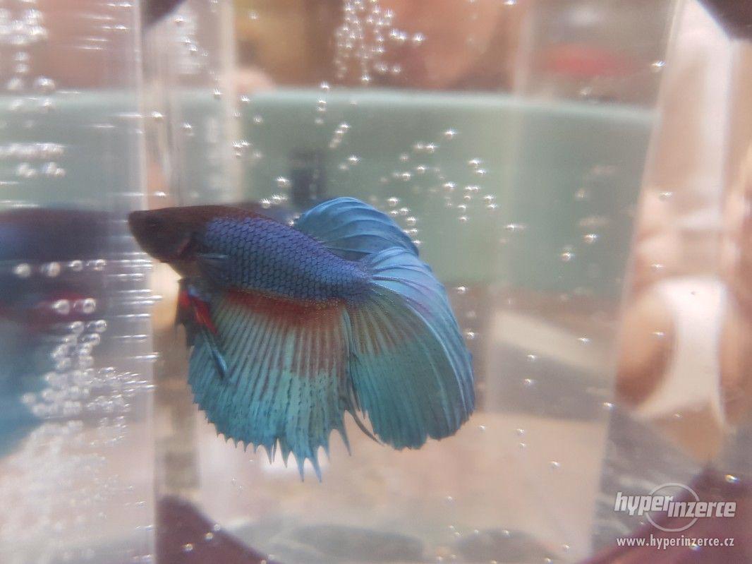 Betta splendens- Bojovnice pestrá - bazar - Hyperinzerce.cz