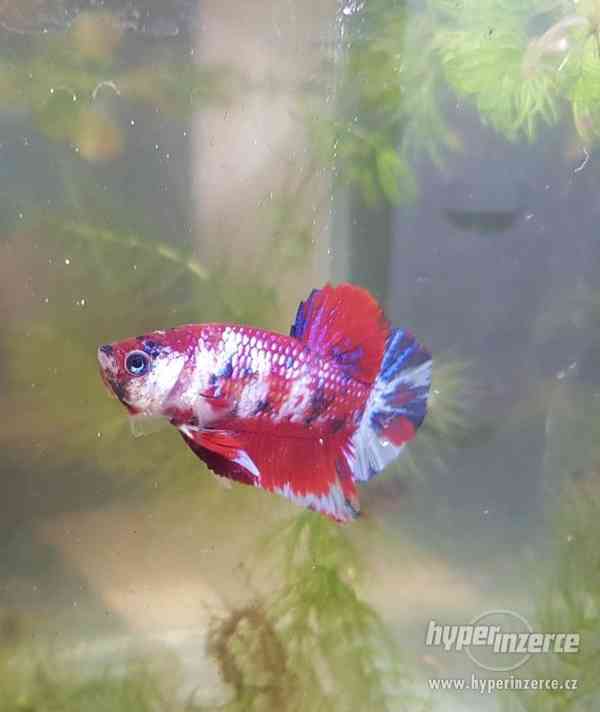 Betta splendens- Bojovnice pestrá - bazar - Hyperinzerce.cz