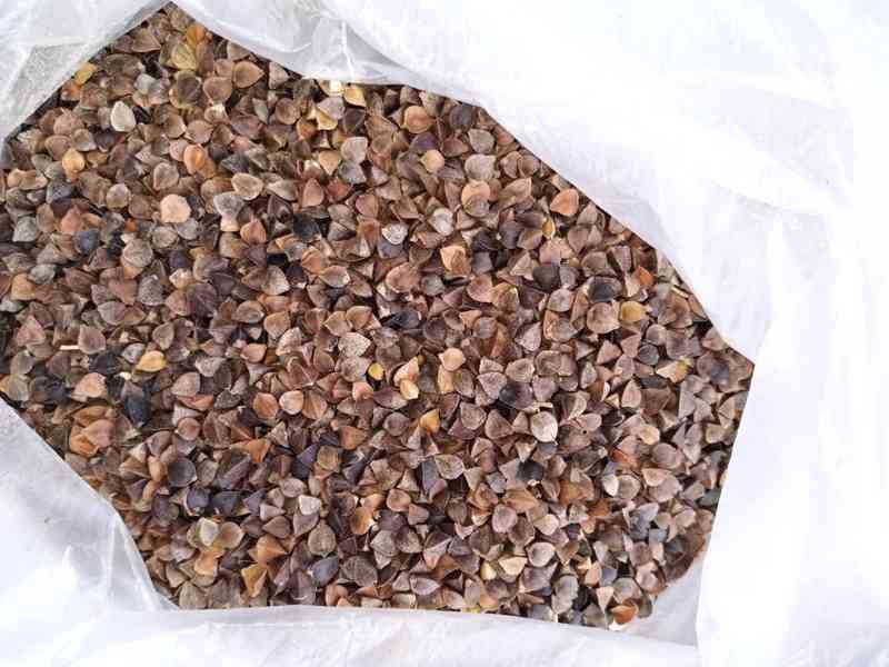 Buckwheat in shell (Neloupaná pohanka) - bazar - Hyperinzerce.cz