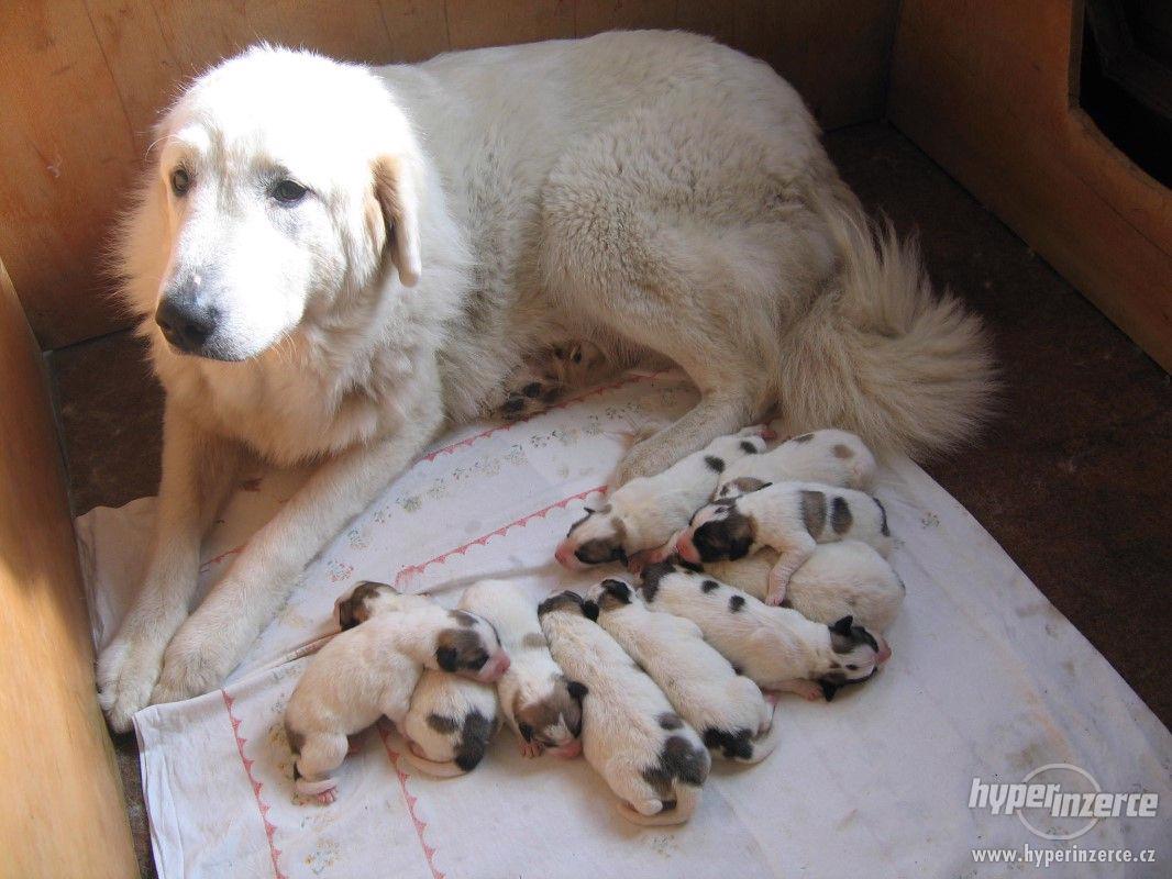 Pyrenejský horský pes - štěňata - bazar - Hyperinzerce.cz