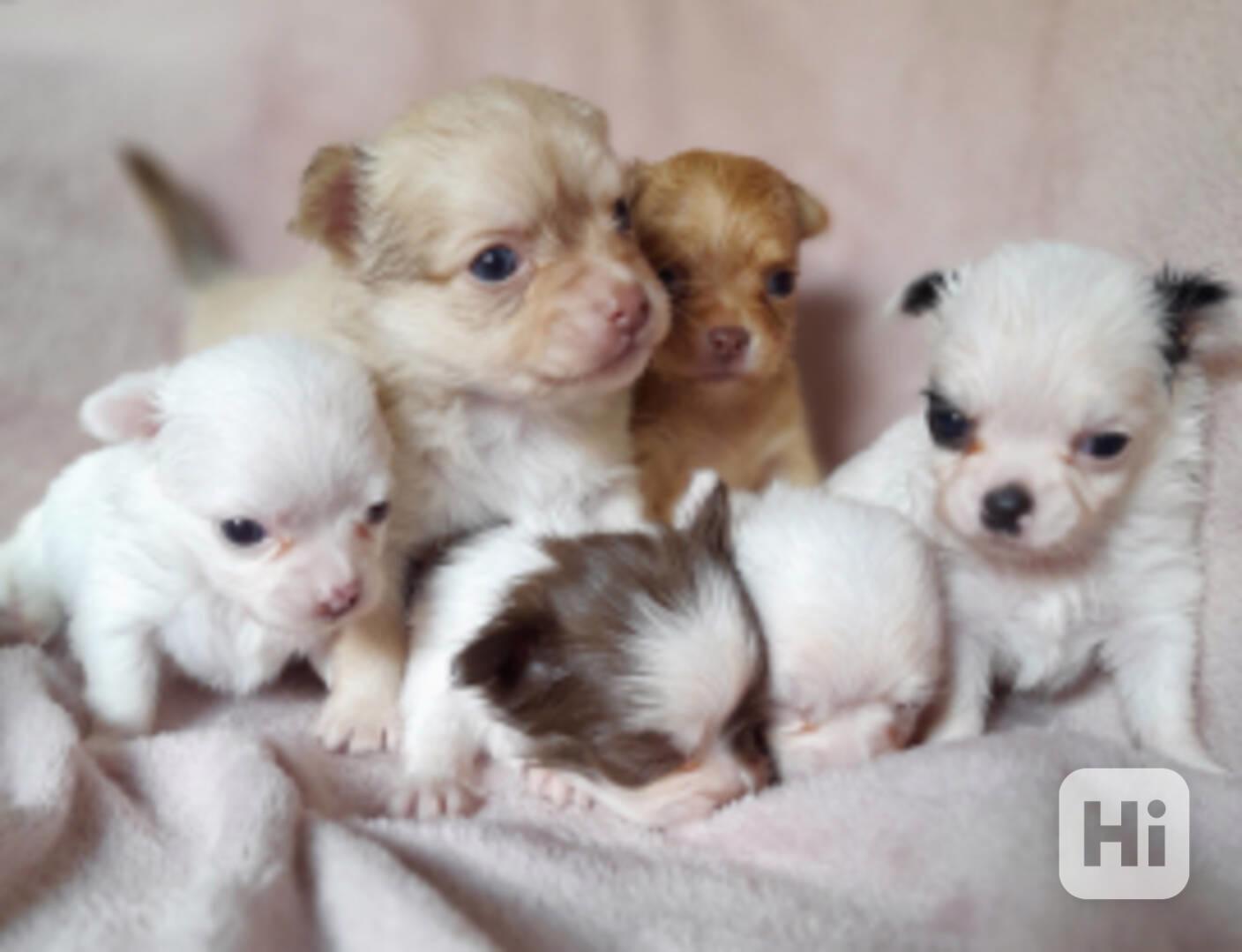 Civava mini . - bazar - Hyperinzerce.cz