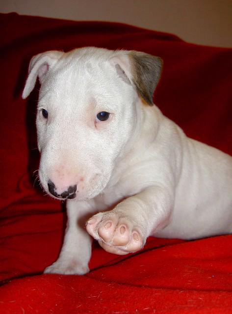 Štěňata bulteriéra - bazar - Hyperinzerce.cz