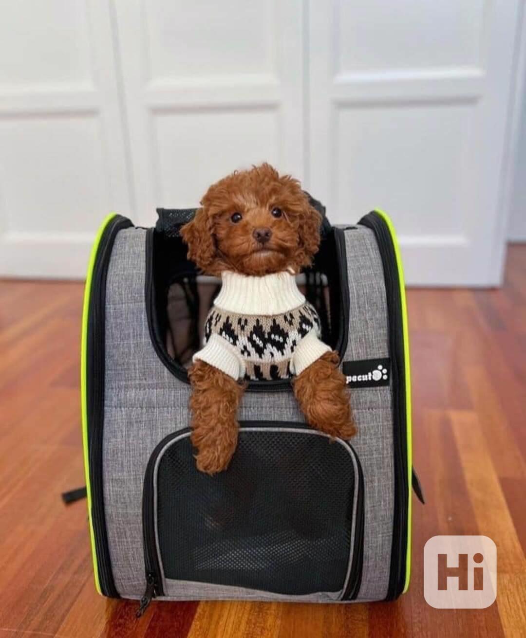 Prodám štěňata Goldendoodle Hele, na co čekáš?? Tyhle miláčk - bazar ...