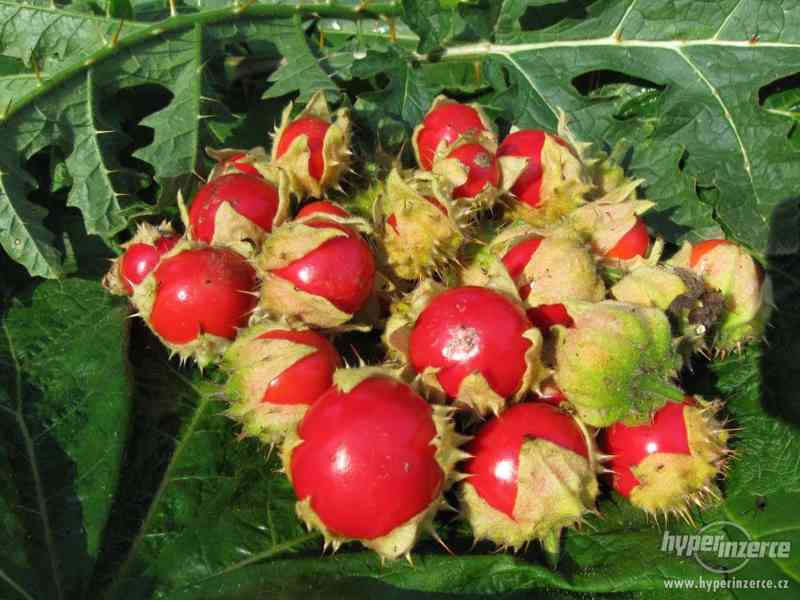 Litchi tomato - liči rajčátka - bazar - Hyperinzerce.cz