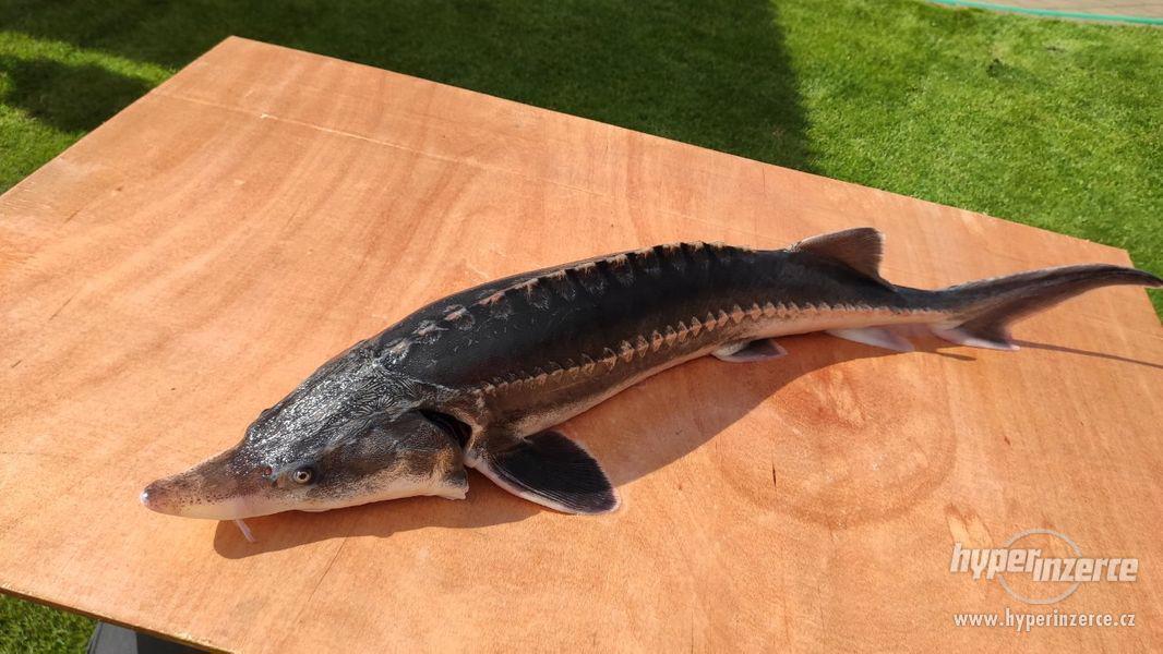 Vyza velká, jeseteři - bazar - Hyperinzerce.cz