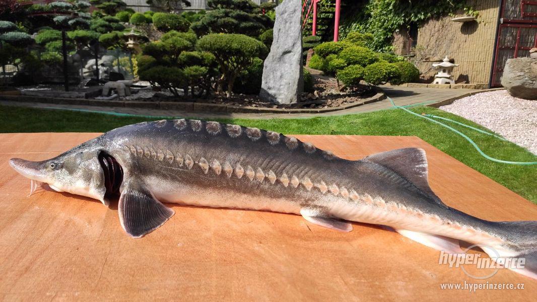 Vyza velká, jeseteři - bazar - Hyperinzerce.cz