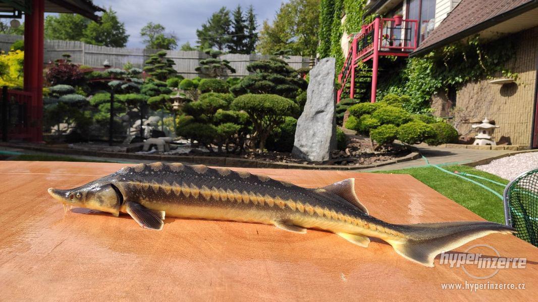 Vyza velká, jeseteři - bazar - Hyperinzerce.cz