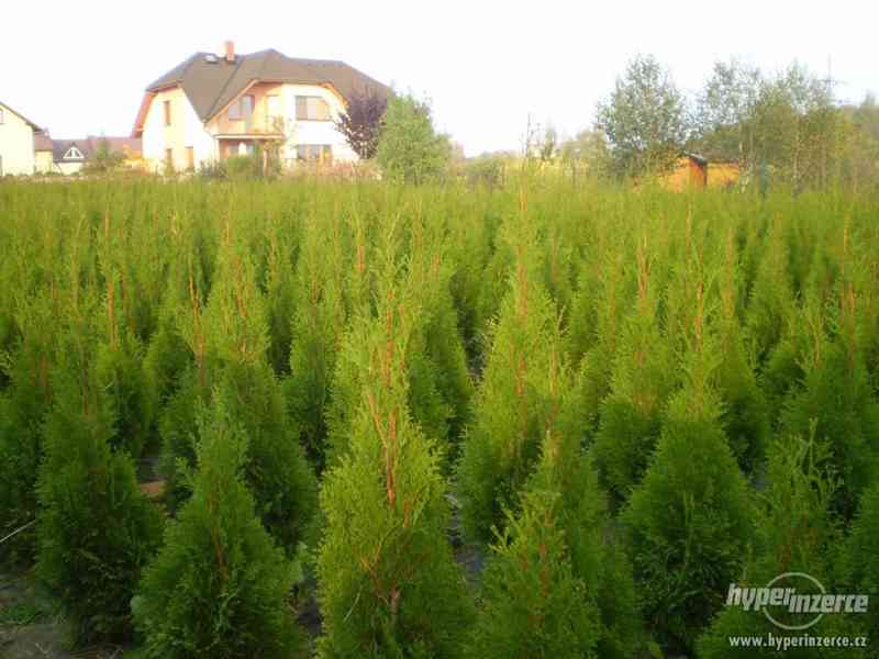 Thuje,Tůje,Túje,Thuja smaragd - 90-100cm nadzemní část - bazar ...