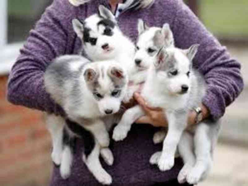 Prodám 6 husky štěňat - bazar - Hyperinzerce.cz