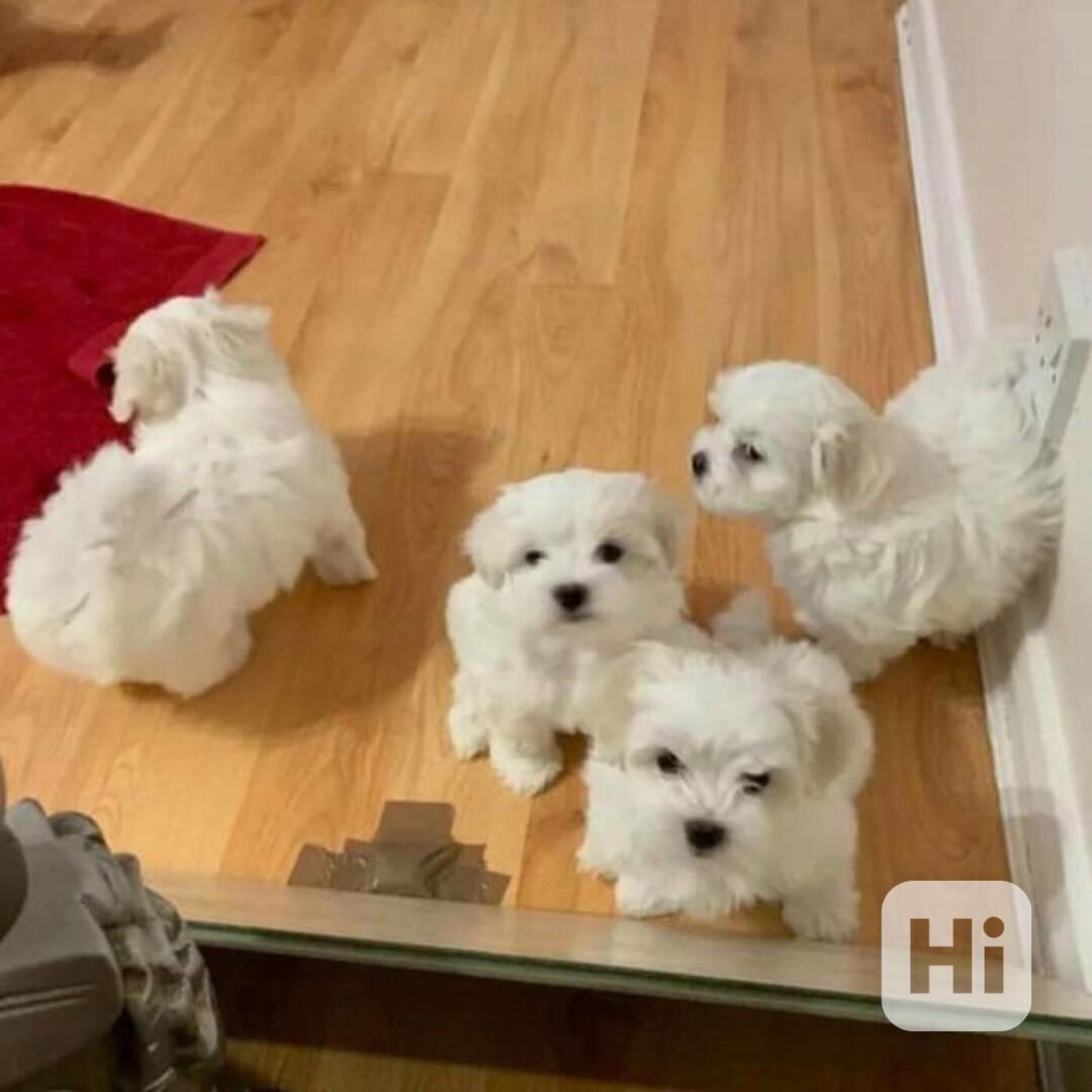 I have 4 Maltese as they are a lovely gentle breed. - bazar ...