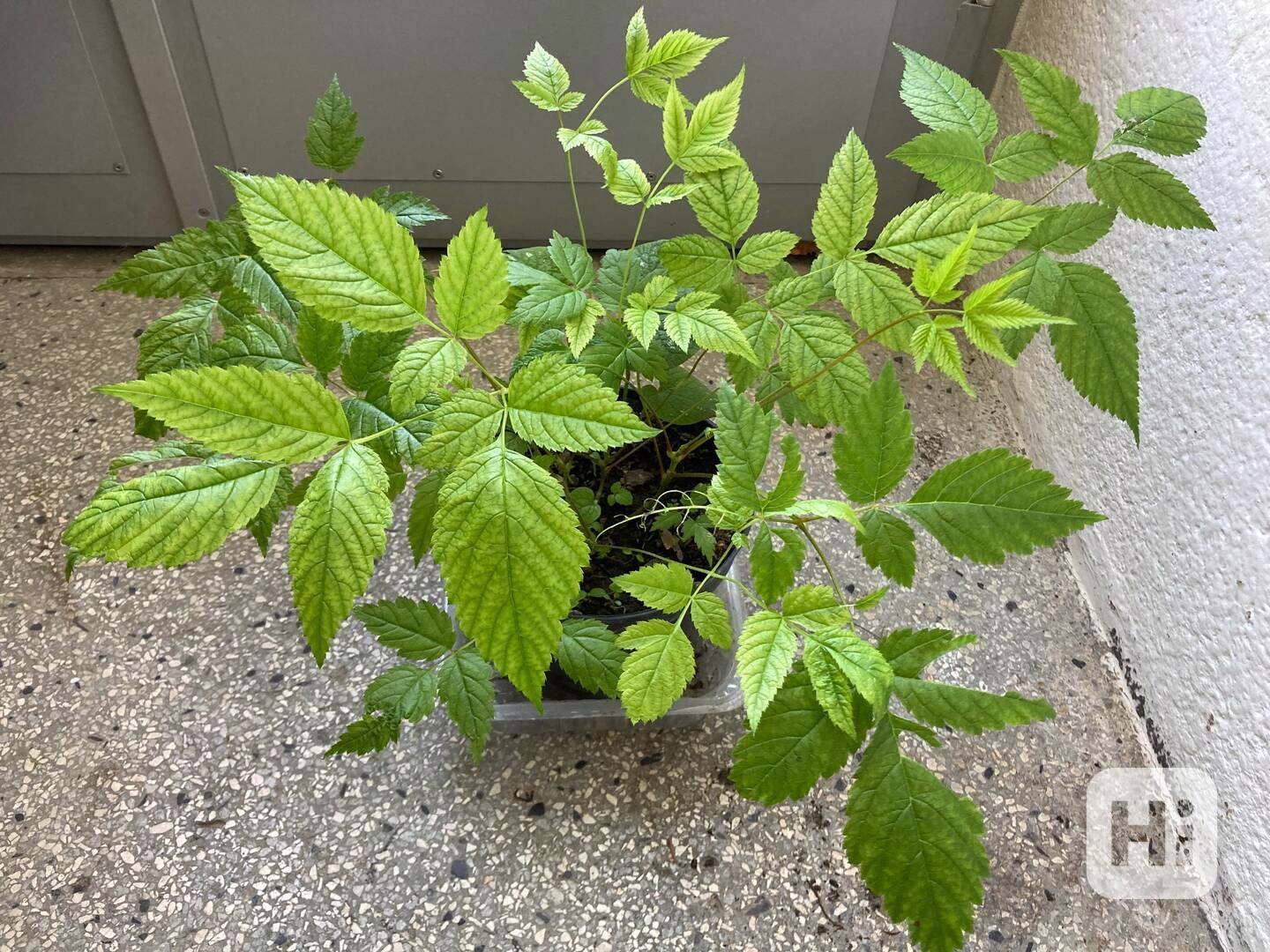 Udatna - venkovní rostlina - bazar - Hyperinzerce.cz