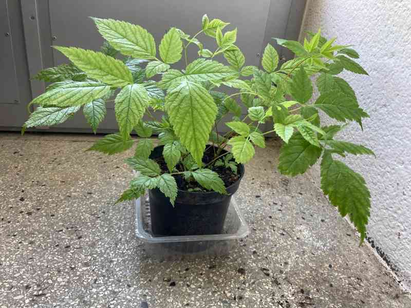 Udatna - venkovní rostlina - bazar - Hyperinzerce.cz