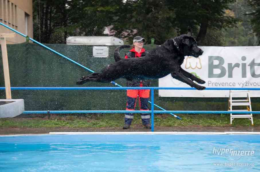 Vyhledávání: Nabízím labradora ke krytí - Hyperinzerce.cz